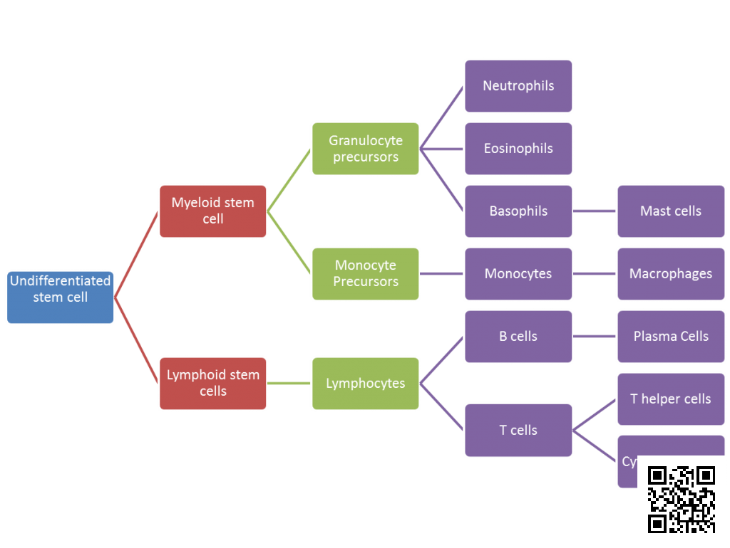 Immune-Cell-Hierarchy – Dialect Zone International